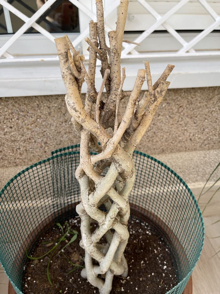 Ficus Benjamín tronco trenzado. | Comunidad Comunidad Leroy Merlin