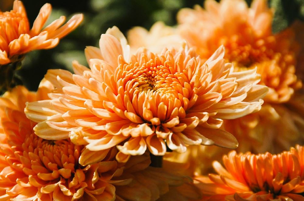 10 fiori nel colore Pantone 2024 | Leroy Merlin | Leroy Merlin