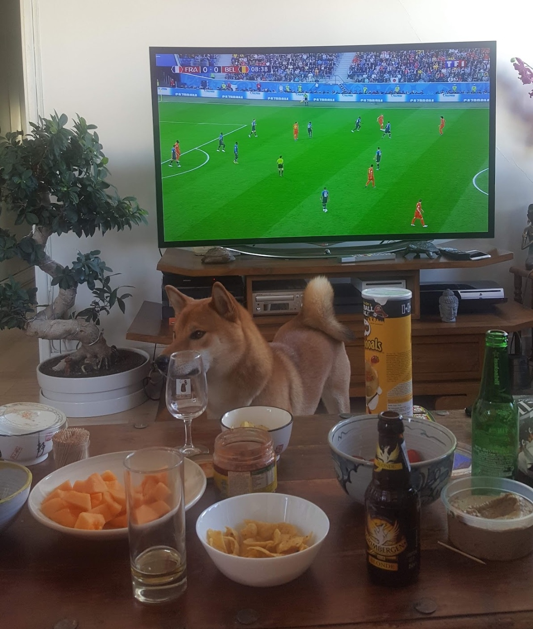 Jamais sans mon chien 🐶 | Communauté Ma Communaute Carrefour
