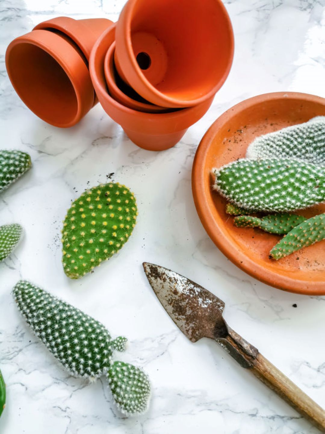 Talea fico d'india: x consigli per riprodurlo | Leroy Merlin | Leroy Merlin