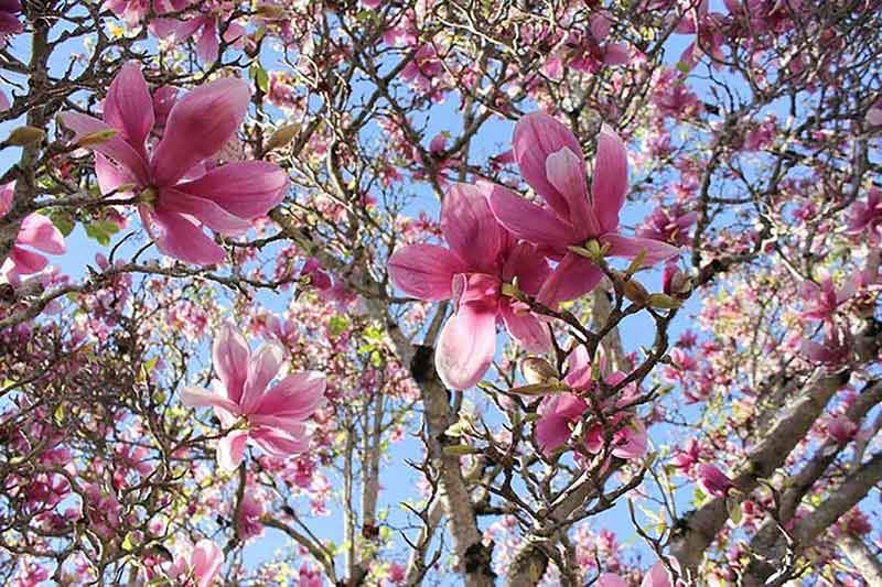 Come e quando potare la Magnolia | Leroy Merlin