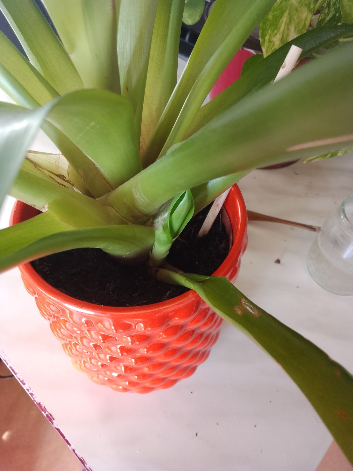 Ciao. La scorsa primavera mi hanno regalato una Bromelia con | Leroy Merlin