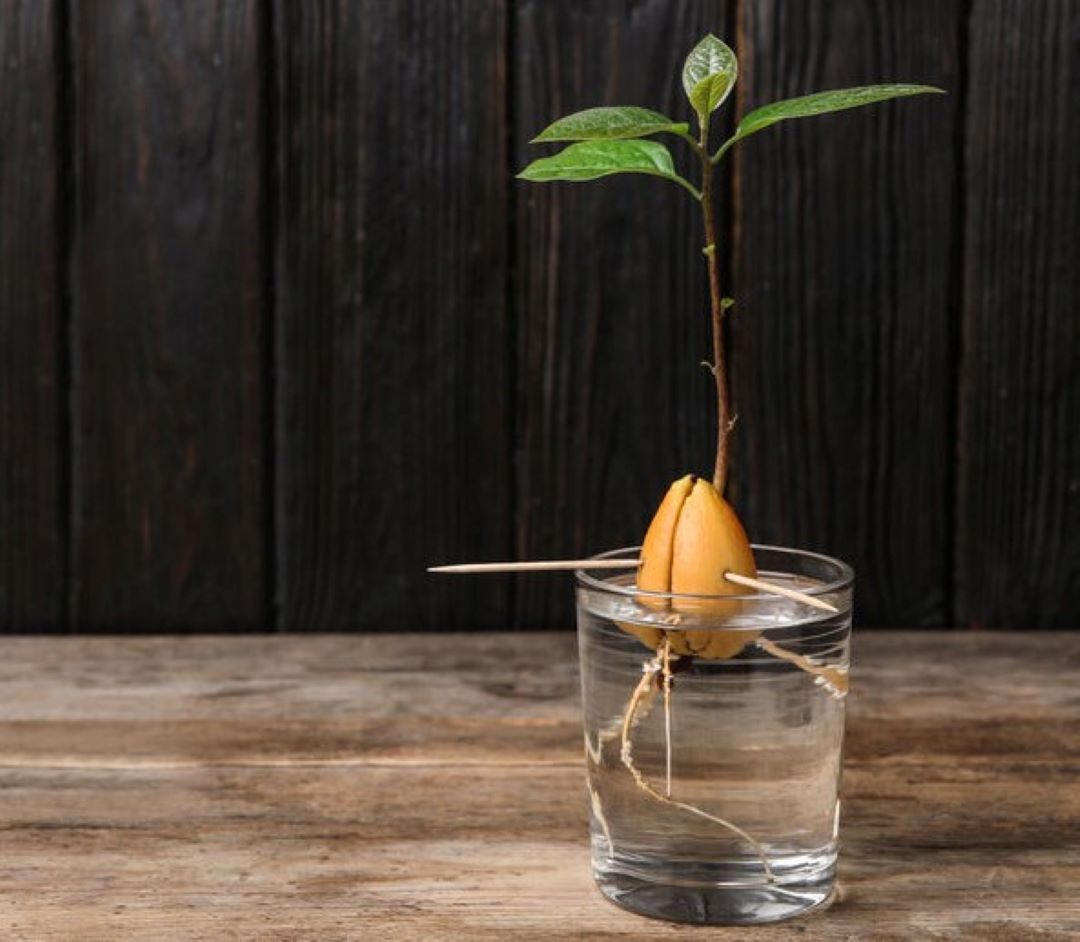 Pianta dell'avocado dal seme, come farla passo passo | Leroy Merlin ...