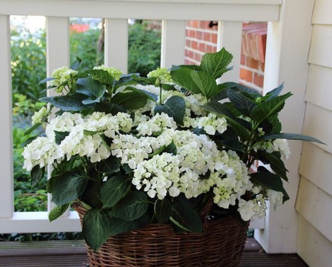 16 Fiori Color Cloud Dancer: il Trend Pantone 2026 per il Giardino ...