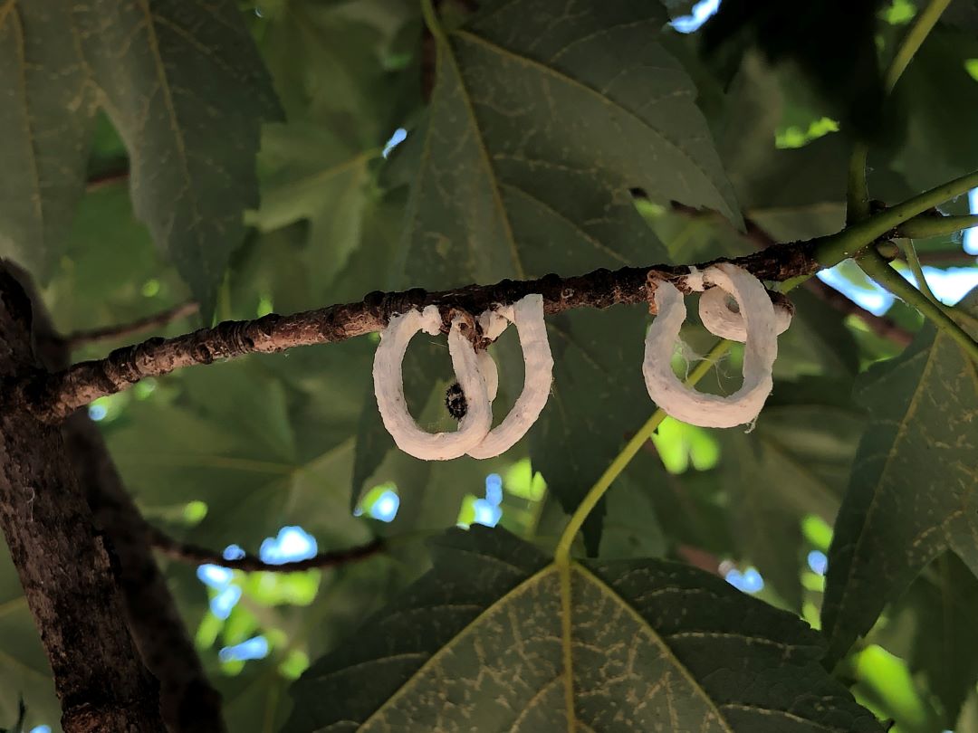 Takahashia japonica: come riconoscerla e cosa fare | Leroy Merlin ...