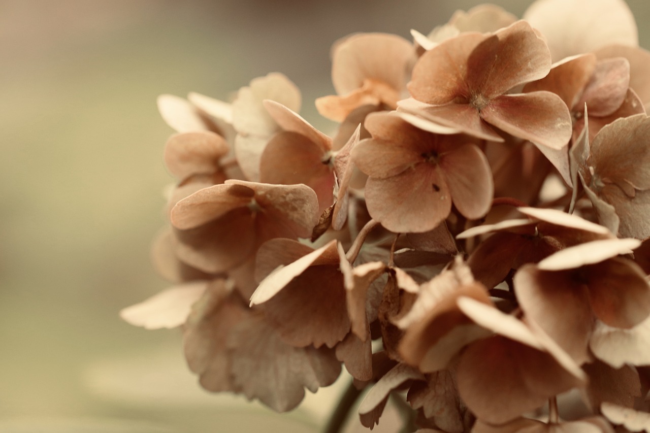 10 fiori nel colore Pantone 2025 | Leroy Merlin | Leroy Merlin