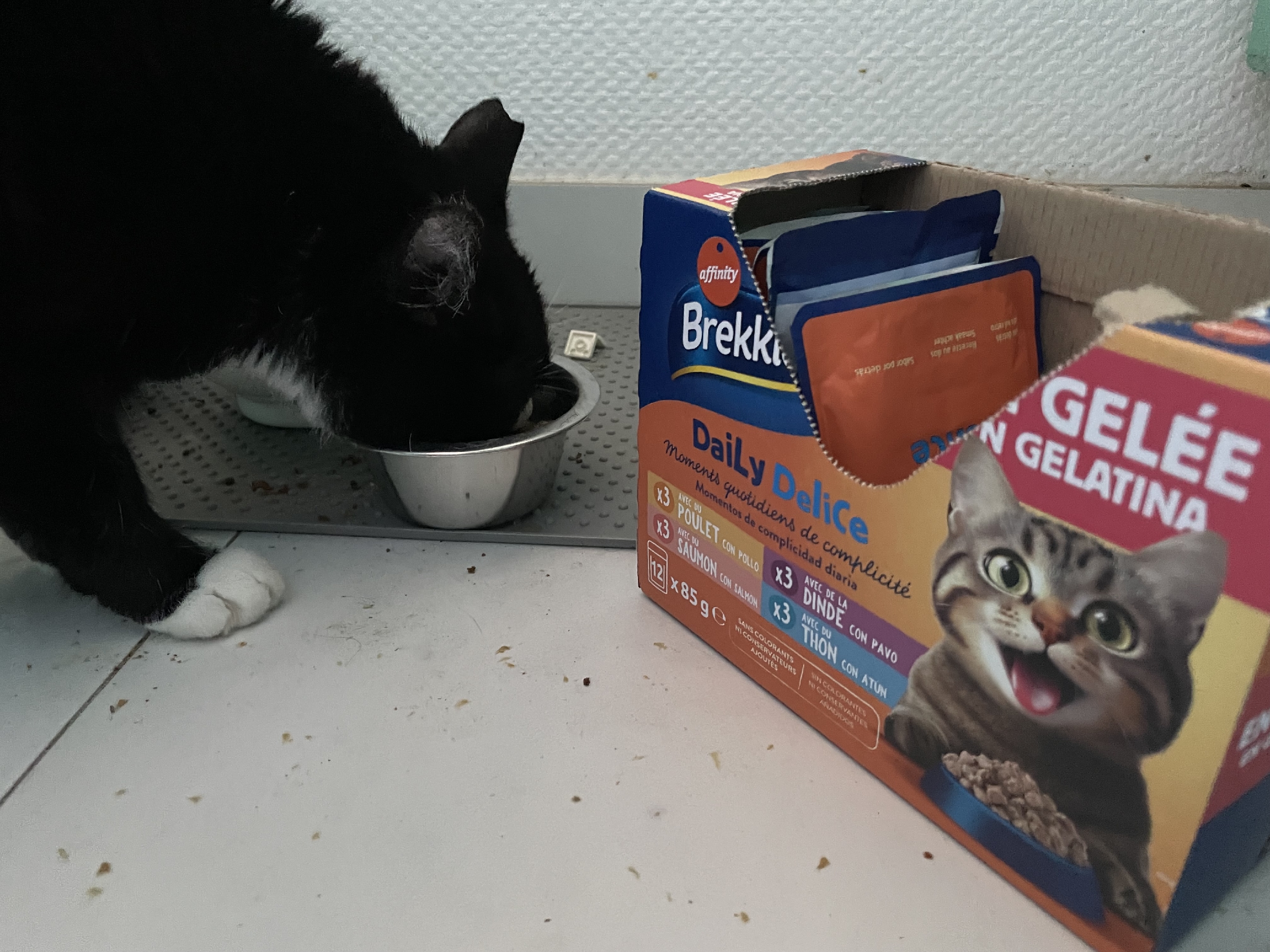 Pâte pour chat en gelée | Communauté Ma Communaute Carrefour