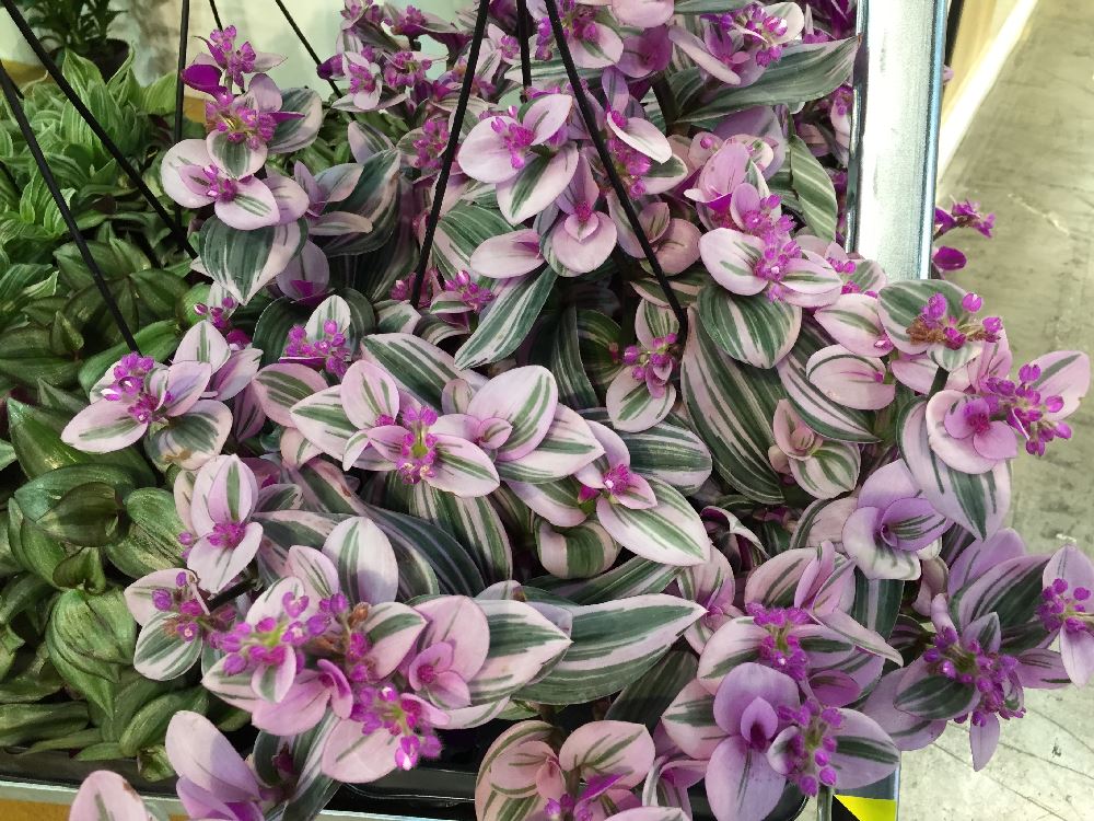 Piante ricadenti colorate per la casa | Leroy Merlin